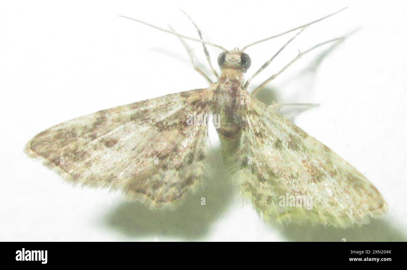 Geometer Moths (Geometridae) Insecta Stock Photo - Alamy
