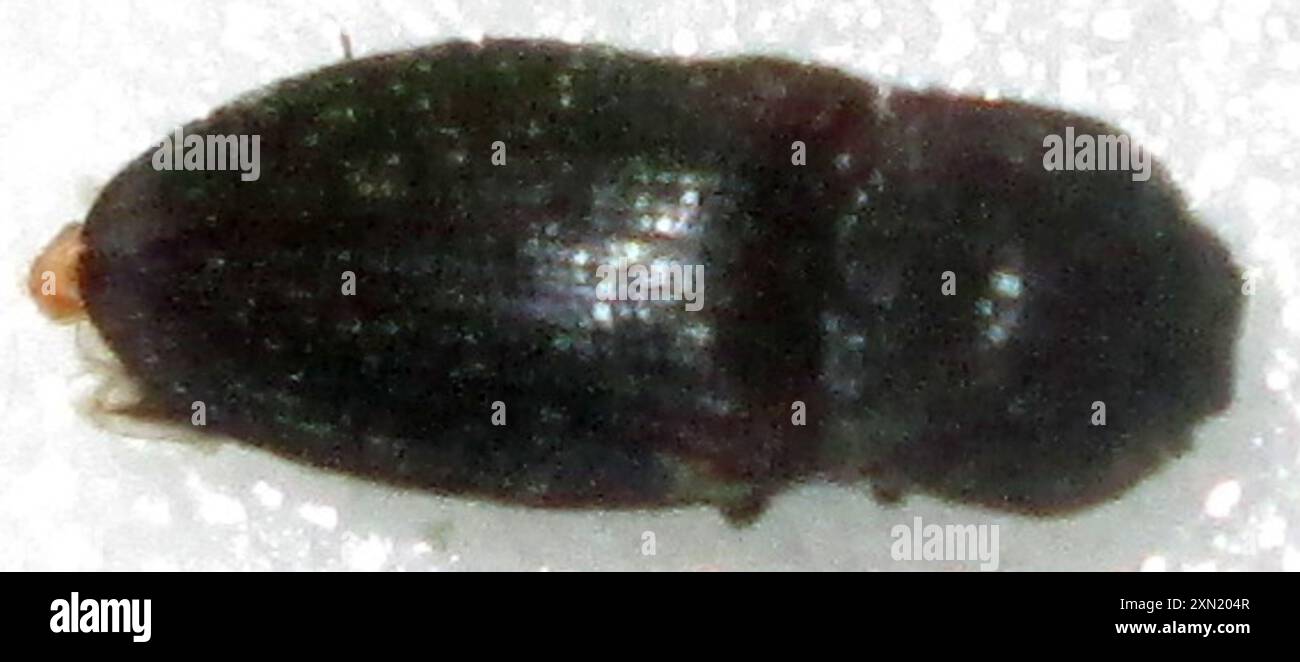 Click Beetles (Elateridae) Insecta Stock Photo - Alamy