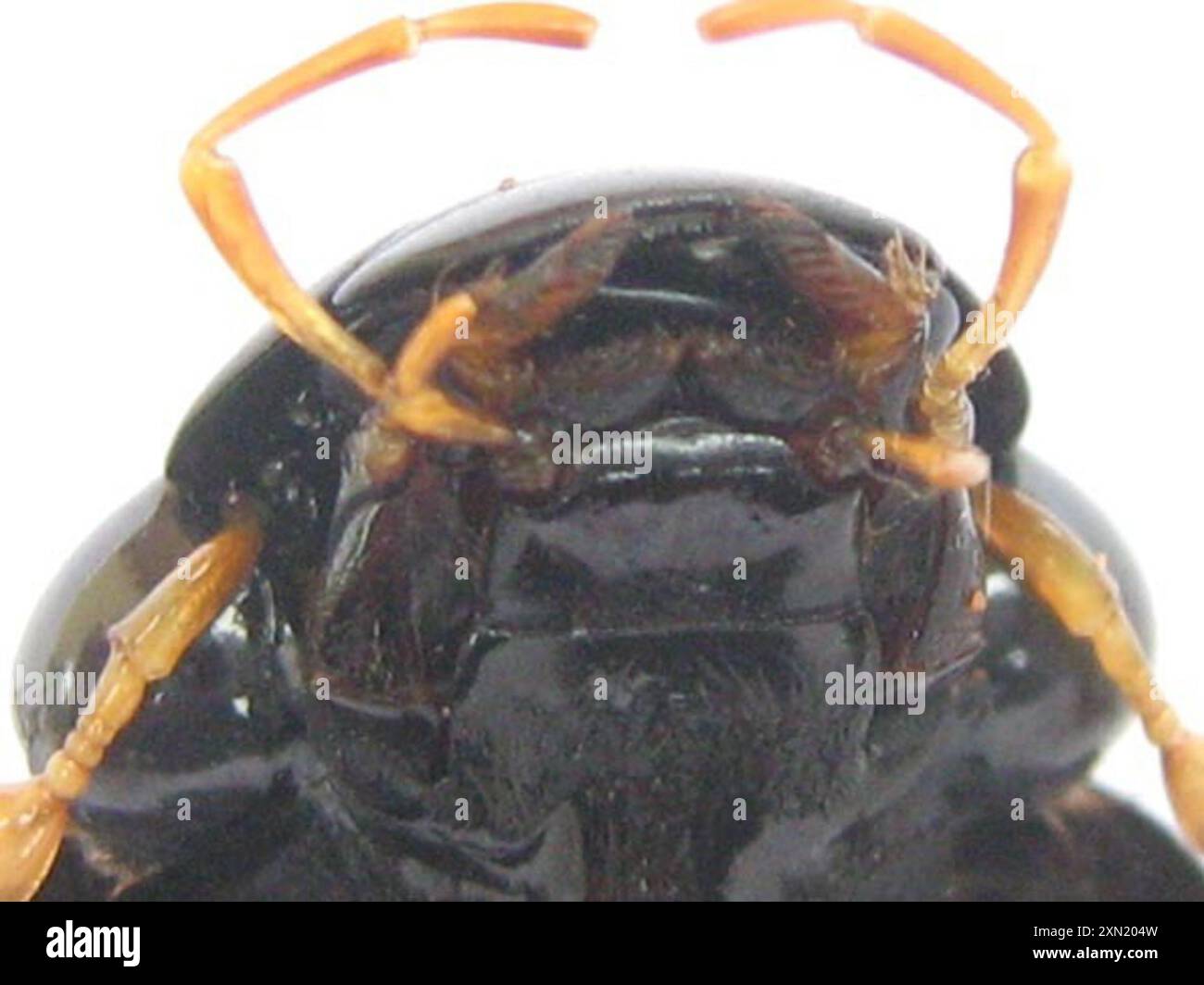 Giant Water Scavenger Beetles (Hydrophilus) Insecta Stock Photo - Alamy