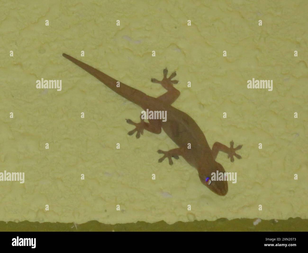 Asian House Gecko (Hemidactylus frenatus) Reptilia Stock Photo - Alamy