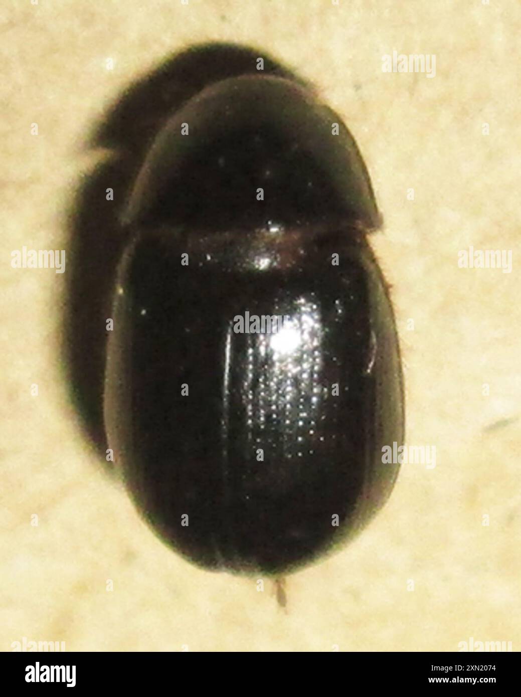 Scavenger and Pill Scarab Beetles (Hybosoridae) Insecta Stock Photo - Alamy