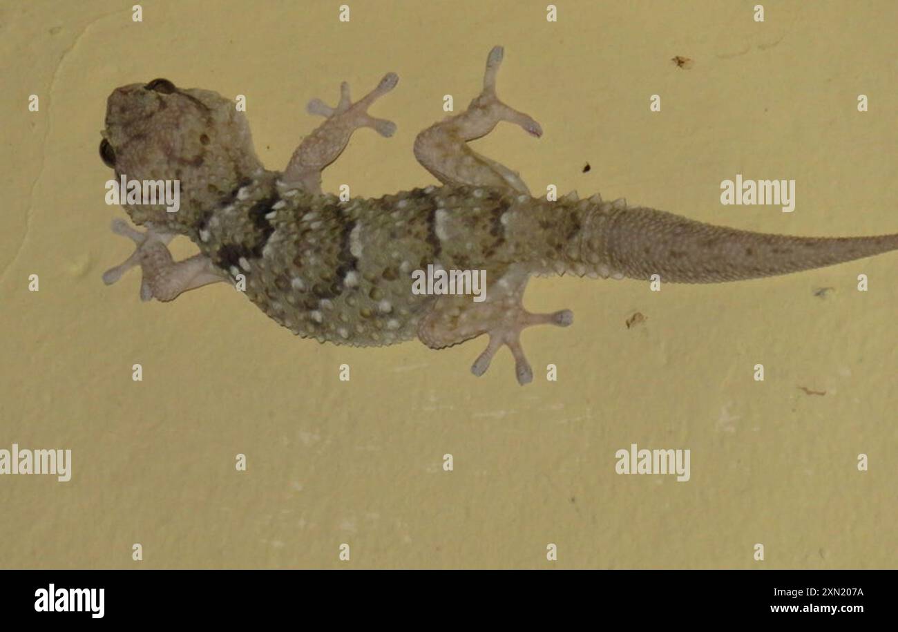 Comb-toed Geckos (Chondrodactylus) Reptilia Stock Photo - Alamy