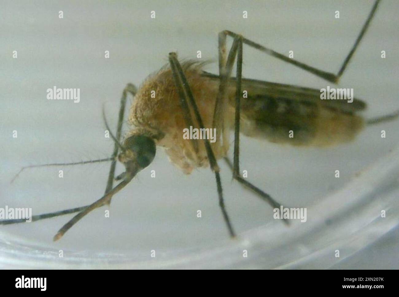 Common house mosquito (Culex pipiens) Insecta Stock Photo - Alamy