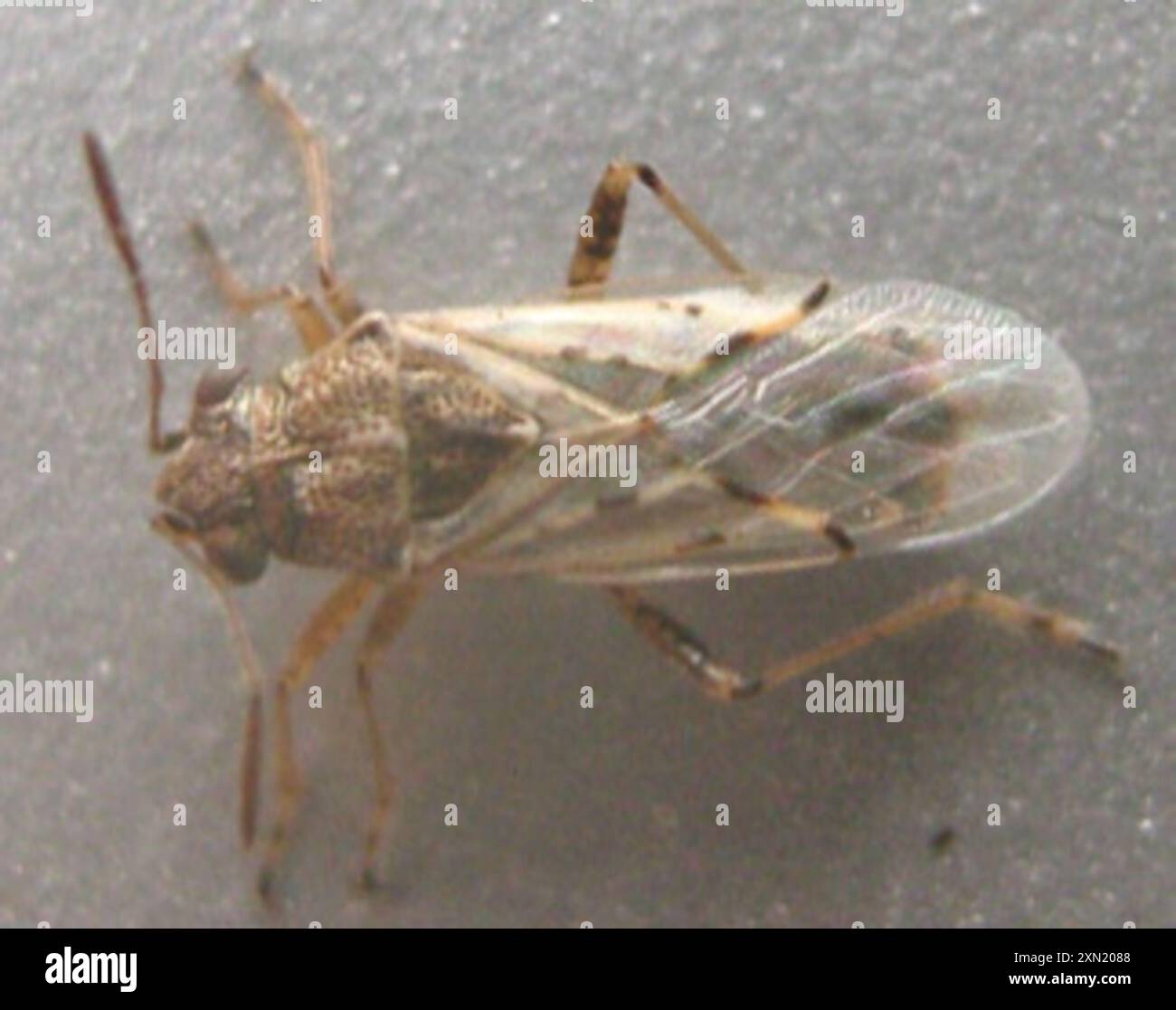 False chinch bugs (Nysius) Insecta Stock Photo - Alamy