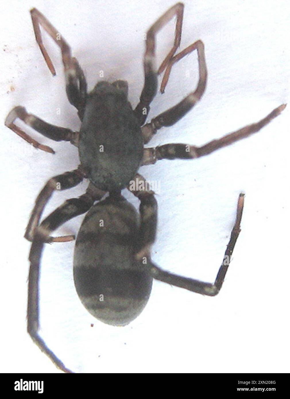 Ground and Ant-mimic Sac Spiders (Corinnidae) Arachnida Stock Photo - Alamy