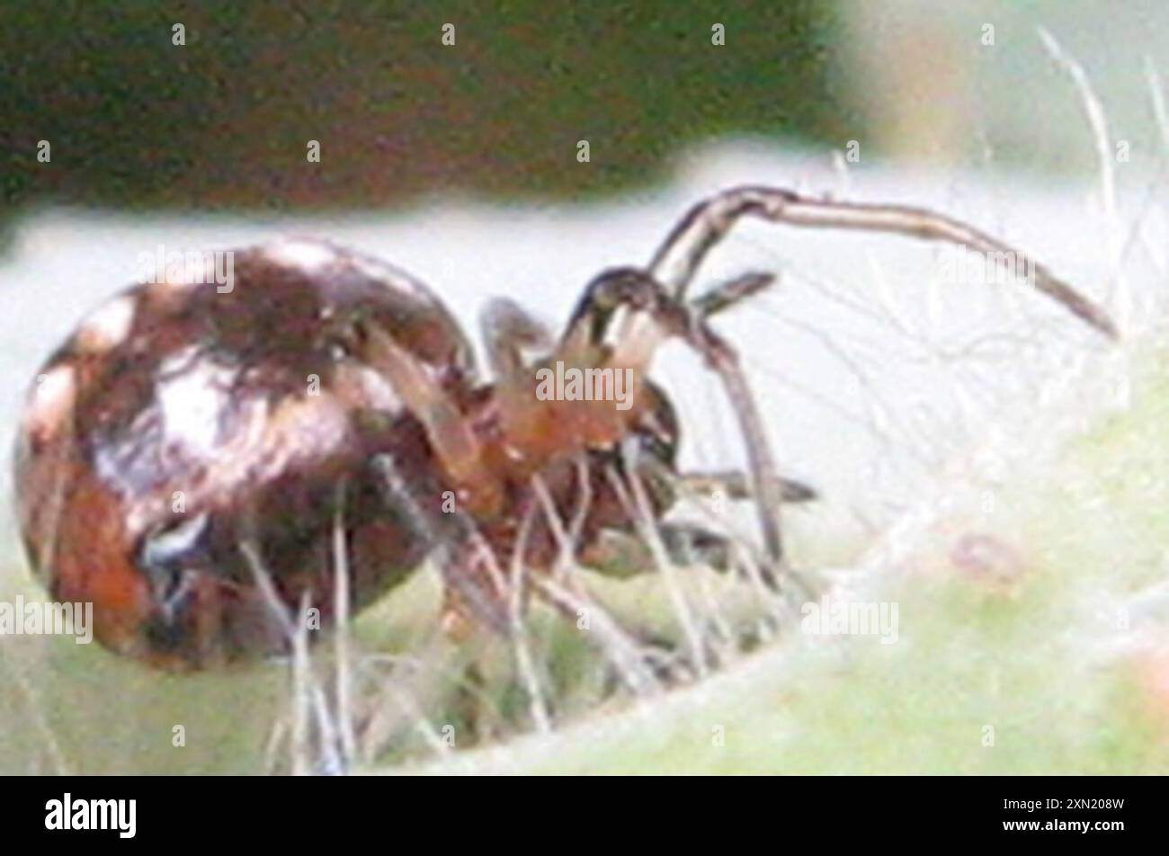 Spiders (Araneae) Arachnida Stock Photo - Alamy