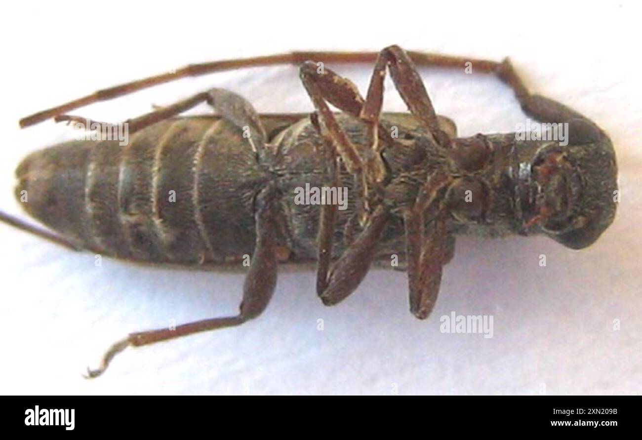 Angolana hi-res stock photography and images - Alamy