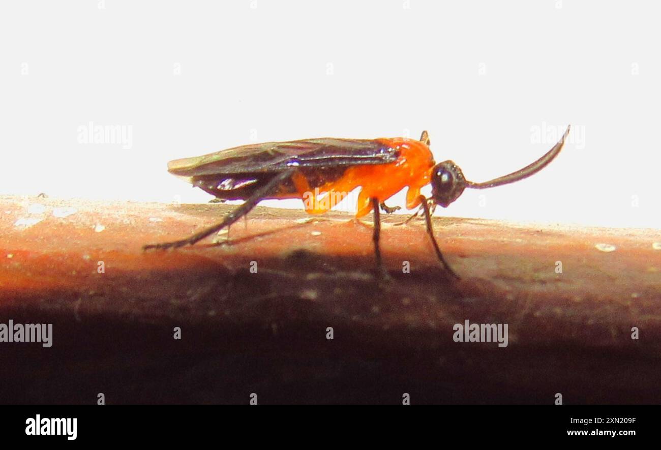 Argid Sawflies (Argidae) Insecta Stock Photo - Alamy