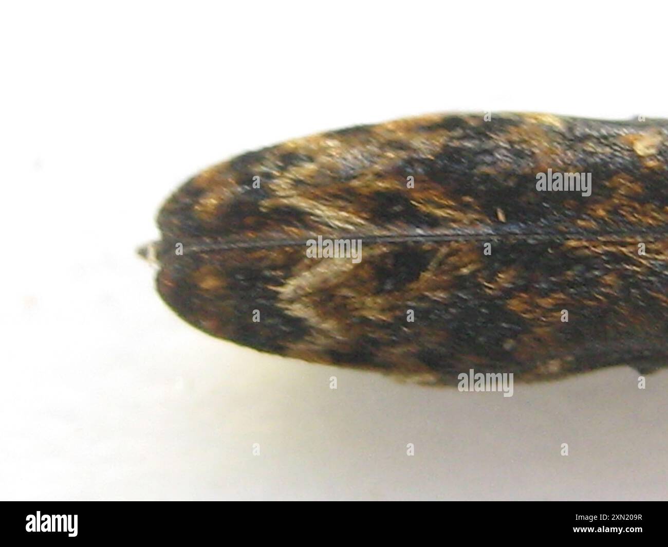 Planidia hi-res stock photography and images - Alamy