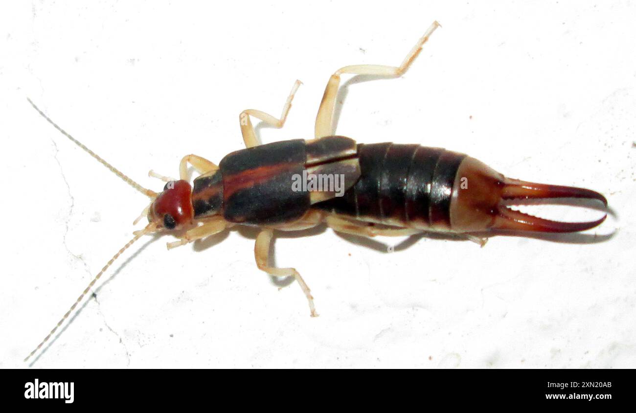 Shore Earwig (Labidura riparia) Insecta Stock Photo - Alamy