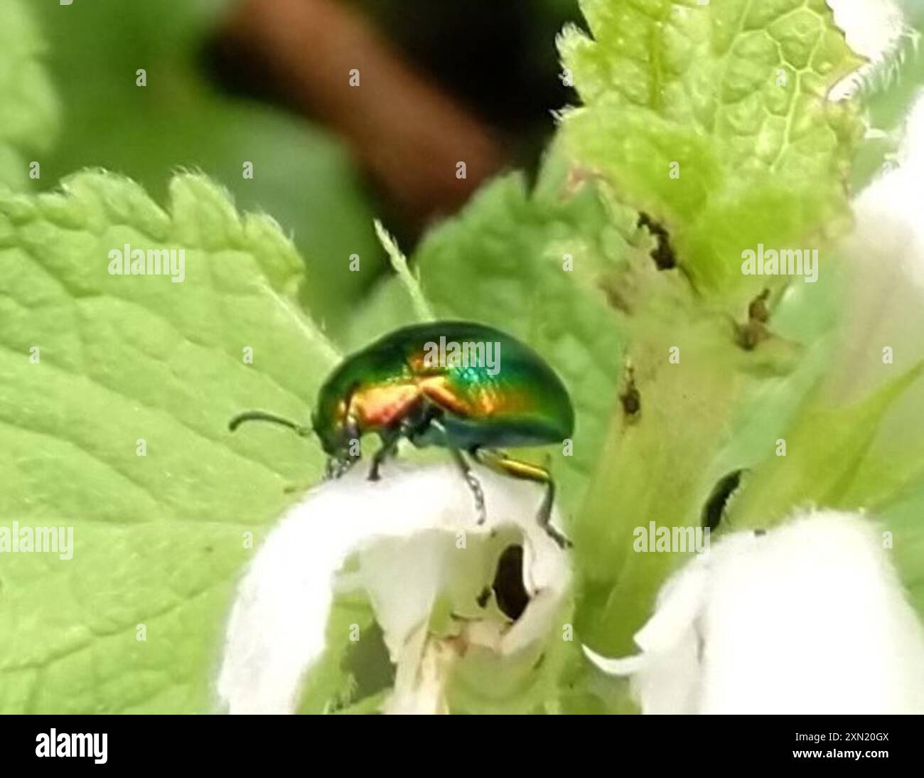 Dead-nettle Leaf Beetle (Fasta fastuosa) Insecta Stock Photo - Alamy