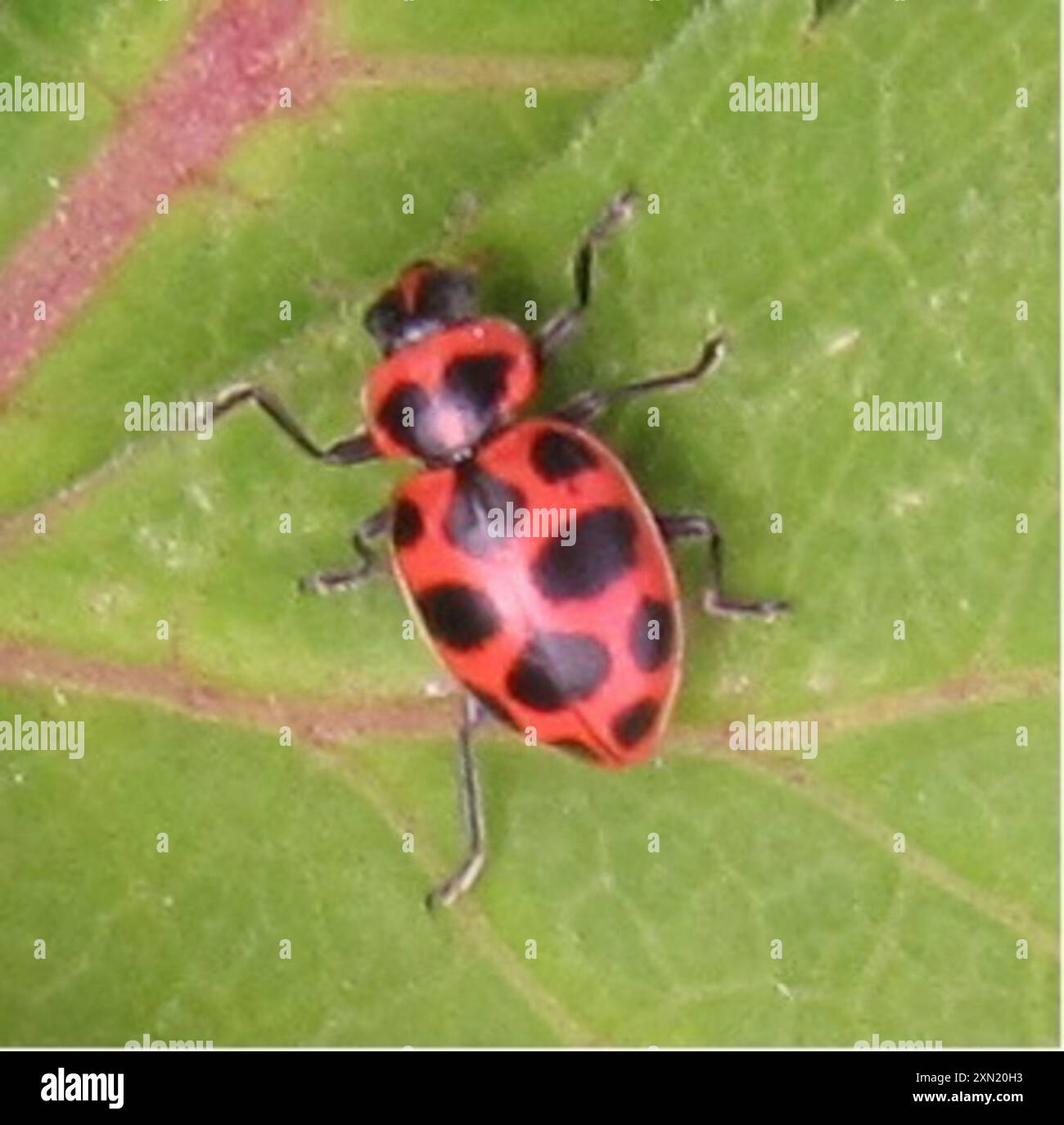 Spotted Pink Lady Beetle (Coleomegilla maculata) Insecta Stock Photo ...