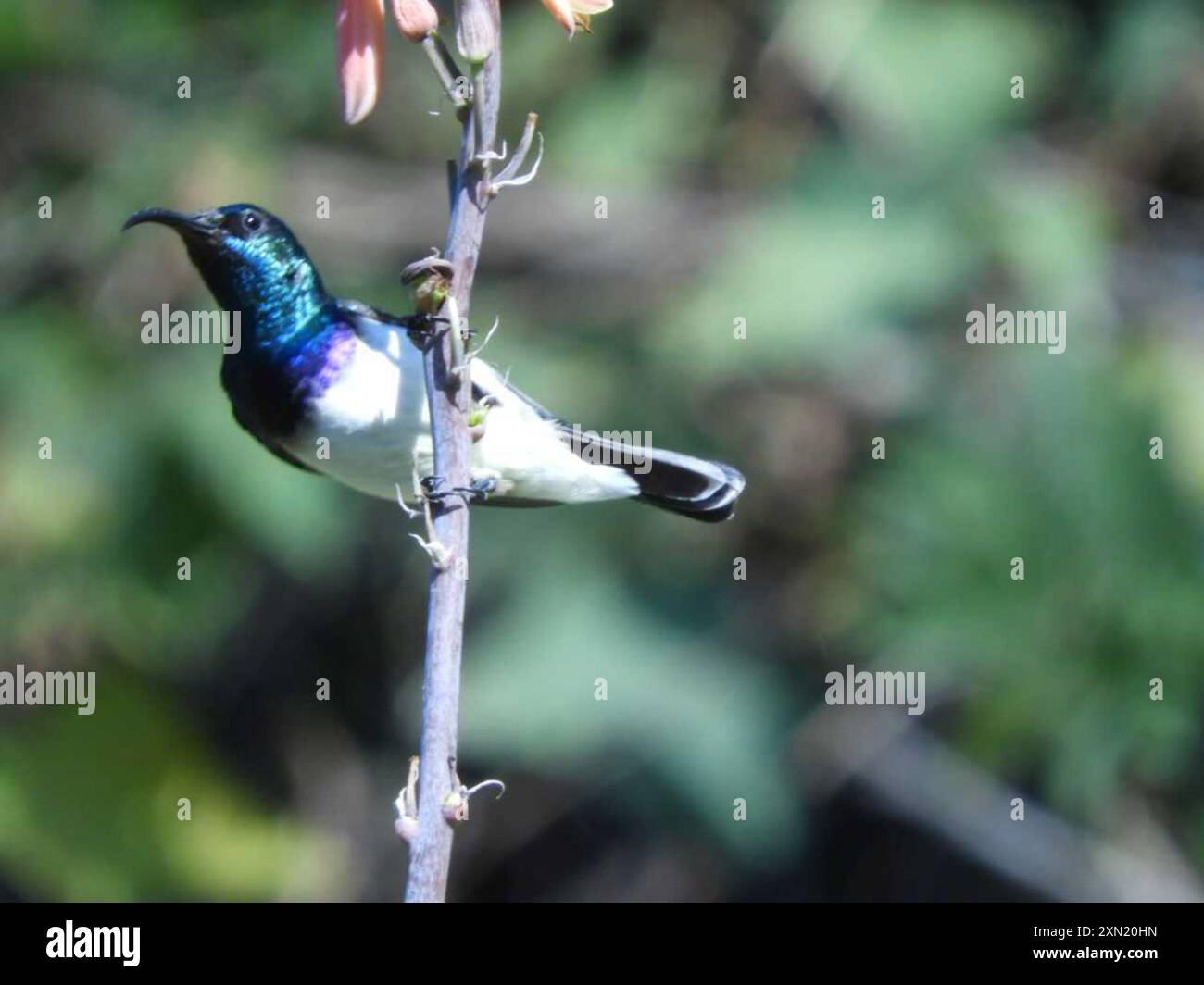 White-breasted Sunbird (Cinnyris talatala) Aves Stock Photo - Alamy