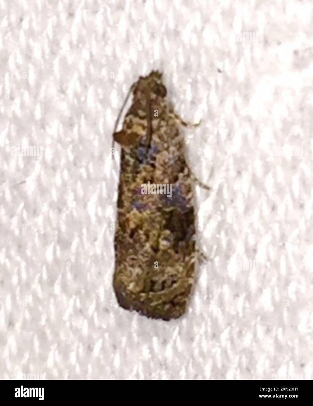 Verbena Bud Moth (Endothenia hebesana) Insecta Stock Photo - Alamy