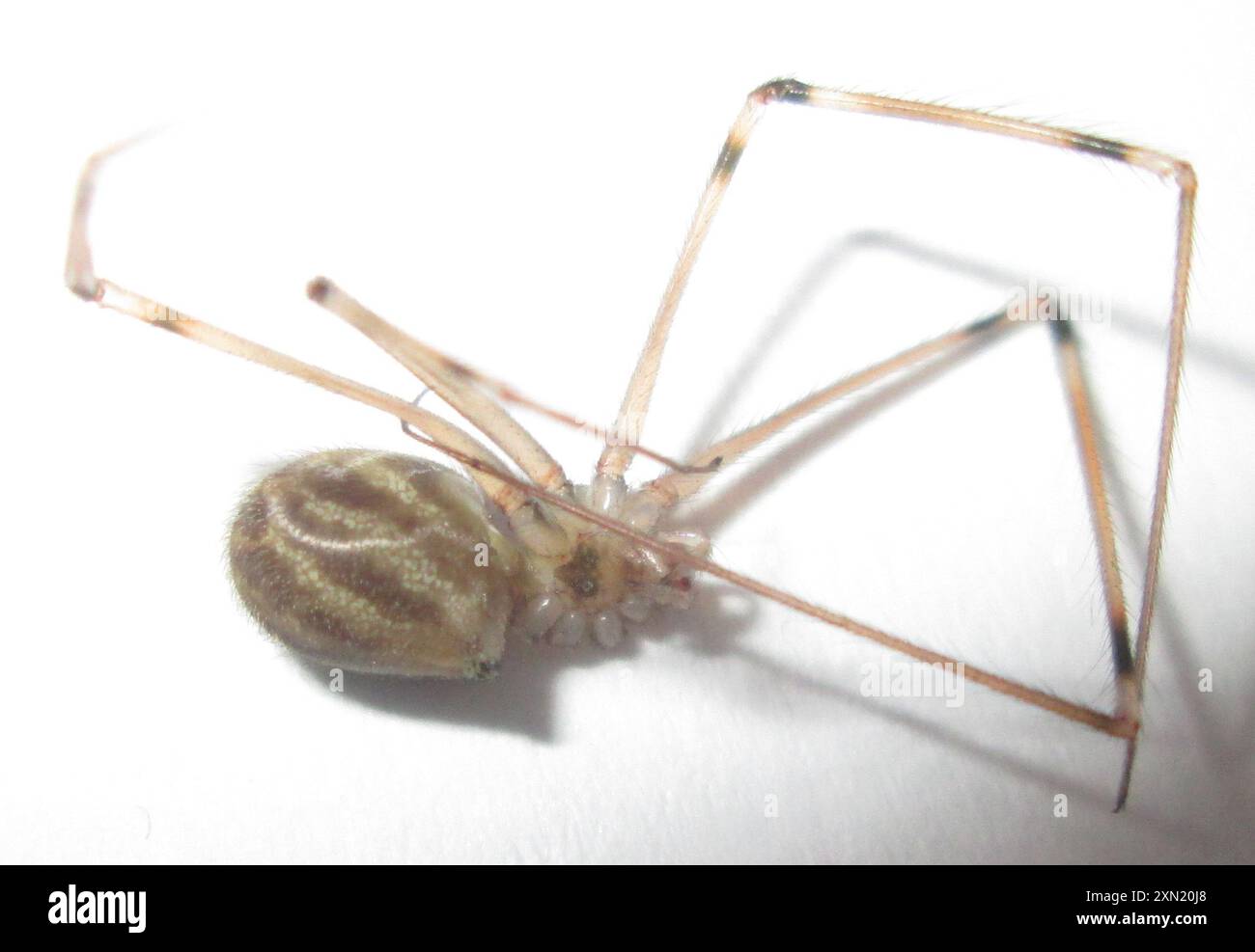 Giant Daddy-long-legs Spider (Artema atlanta) Arachnida Stock Photo - Alamy