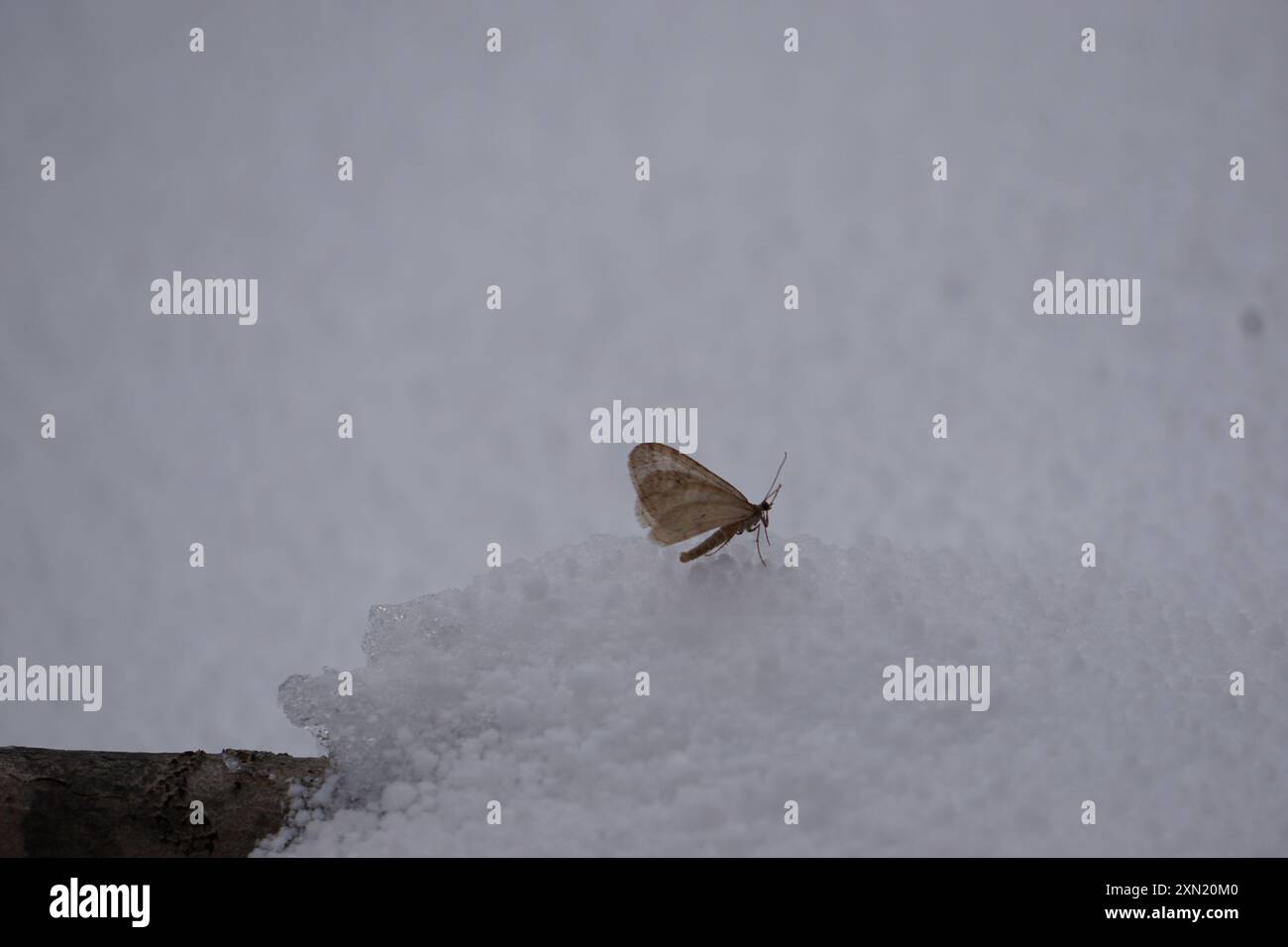 Bruce Spanworm Moth (Operophtera bruceata) Insecta Stock Photo - Alamy