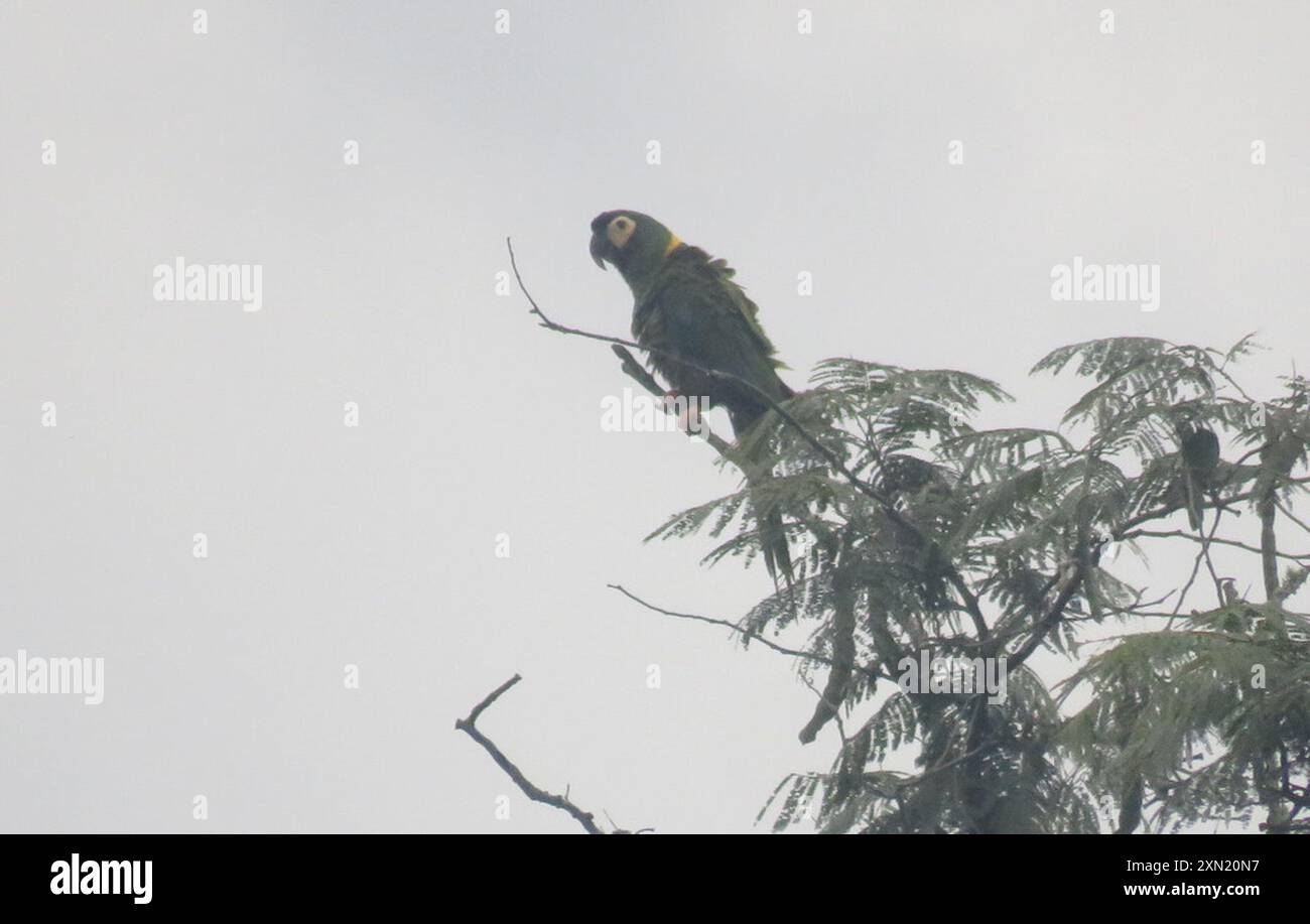 Yellow-collared Macaw (Primolius auricollis) Aves Stock Photo - Alamy