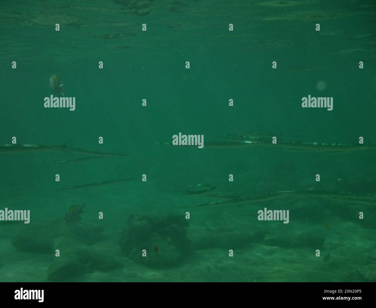 Needlefishes (Belonidae) Actinopterygii Stock Photo - Alamy