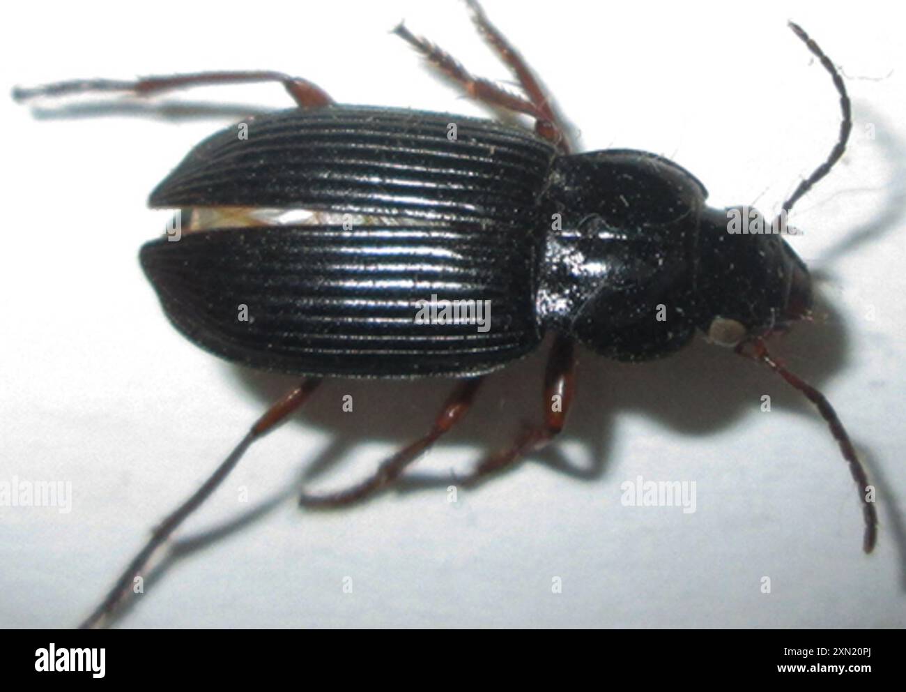 Ground Beetles (Carabidae) Insecta Stock Photo - Alamy