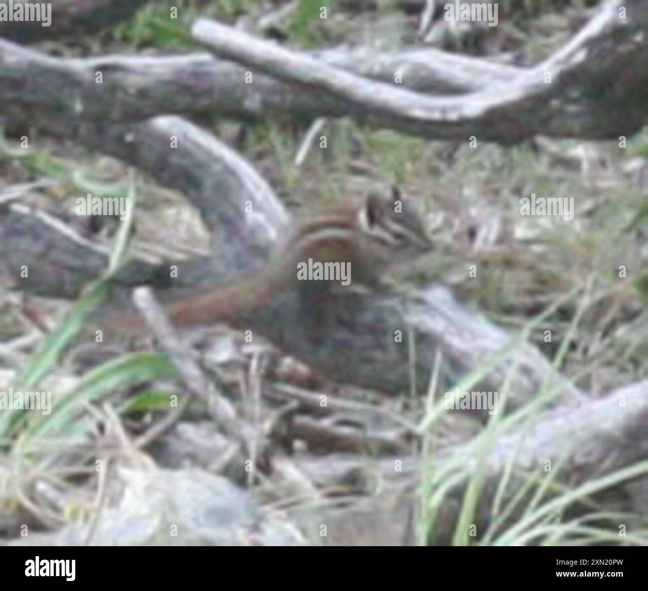 Sonoma Chipmunk (Neotamias sonomae) Mammalia Stock Photo - Alamy