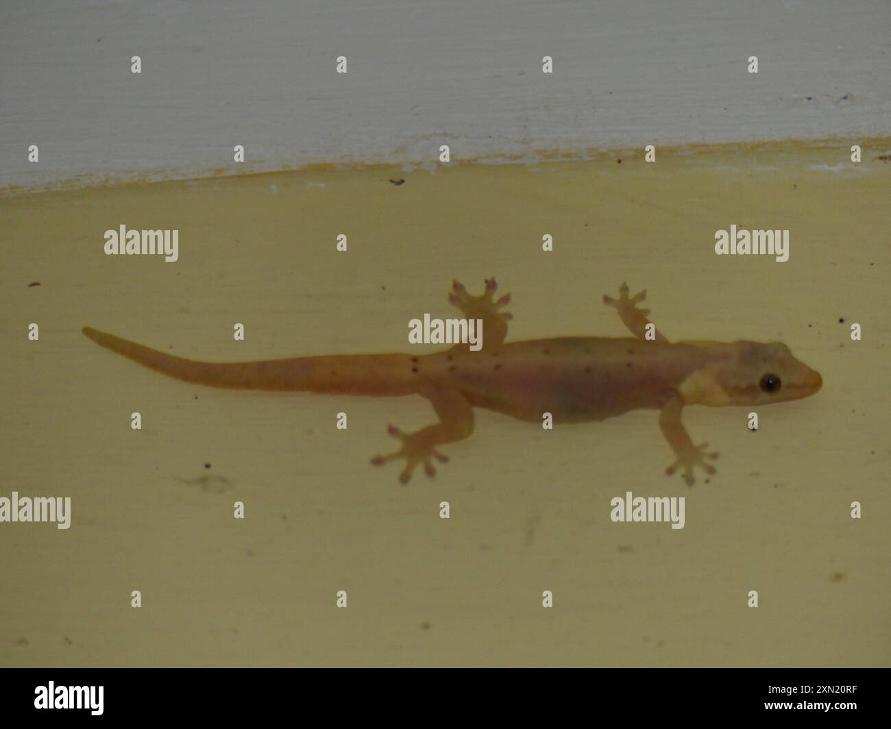 Mourning Gecko (Lepidodactylus lugubris) Reptilia Stock Photo - Alamy