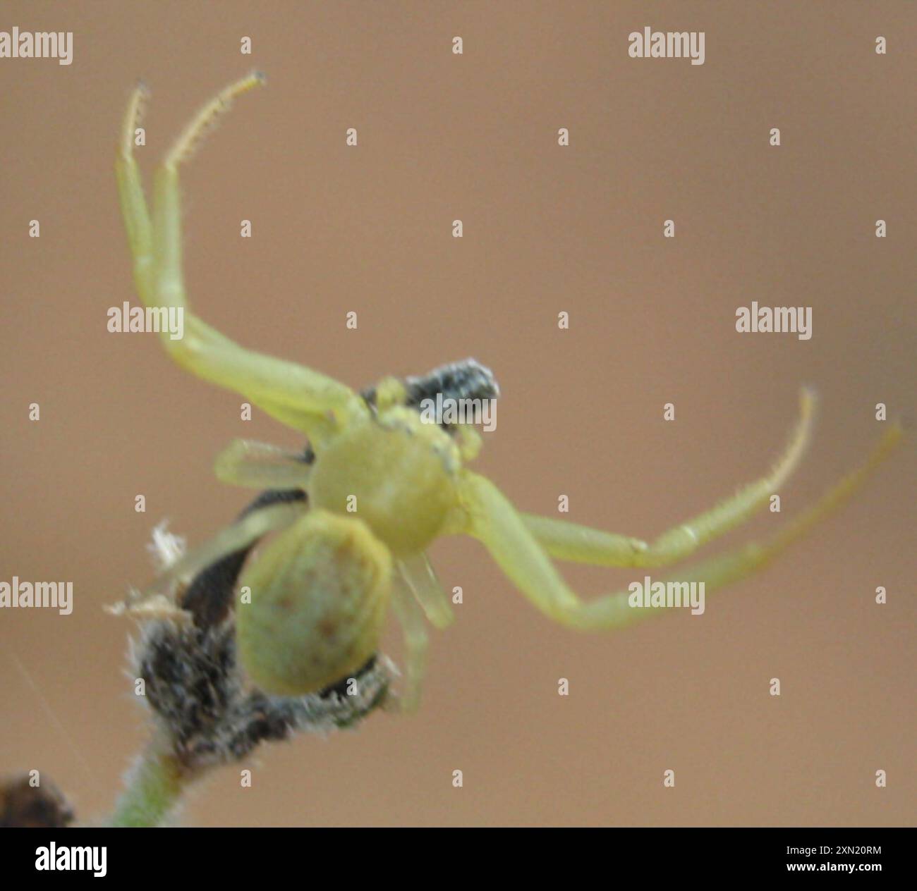 Crab Spiders (Thomisidae) Arachnida Stock Photo - Alamy