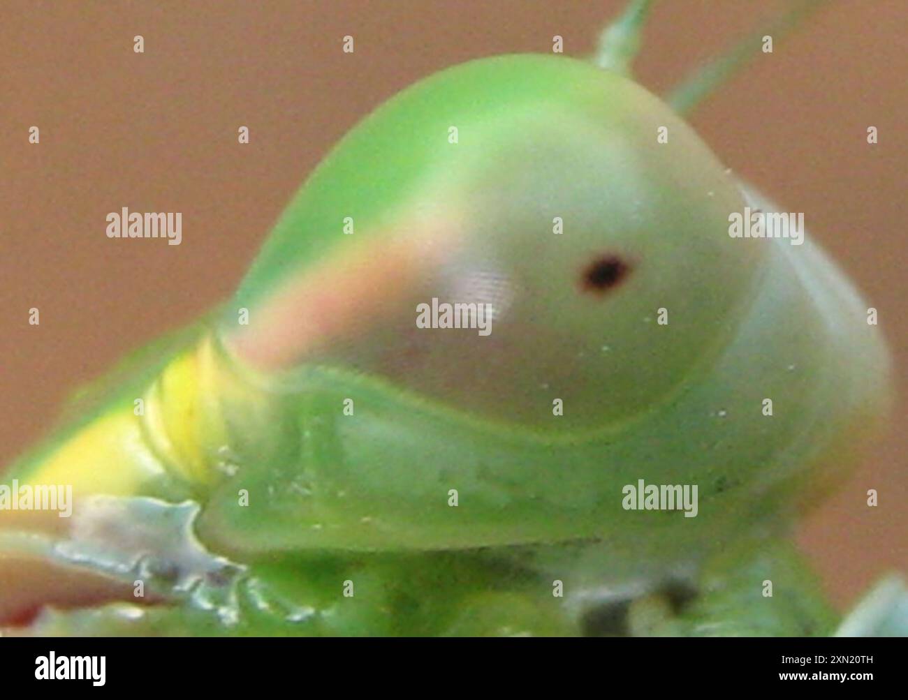 Common Green Mantis (Sphodromantis gastrica) Insecta Stock Photo - Alamy