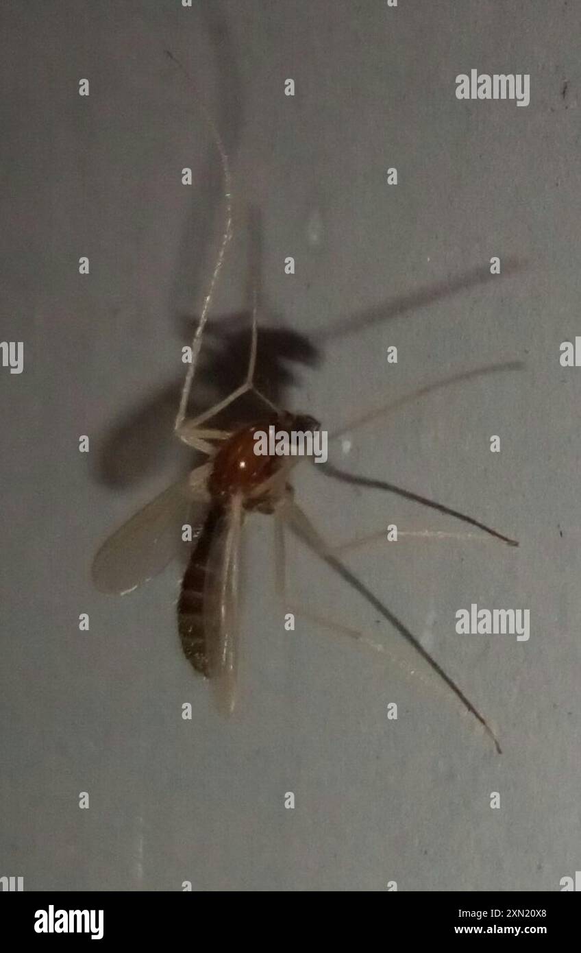 Non-biting Midges (Chironomidae) Insecta Stock Photo - Alamy