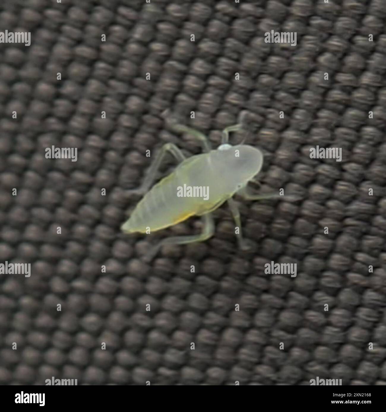 Spittlebugs, Cicadas, Leafhoppers and Treehoppers (Cicadomorpha ...