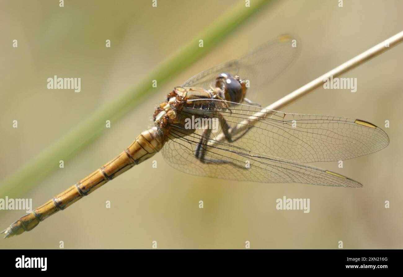 Epaulet Skimmer (Orthetrum chrysostigma) Insecta Stock Photo - Alamy