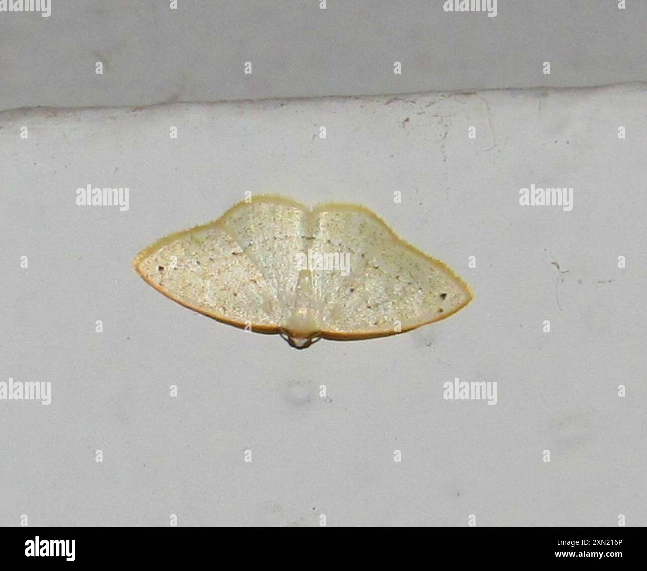 Geometer Moths (Geometridae) Insecta Stock Photo - Alamy