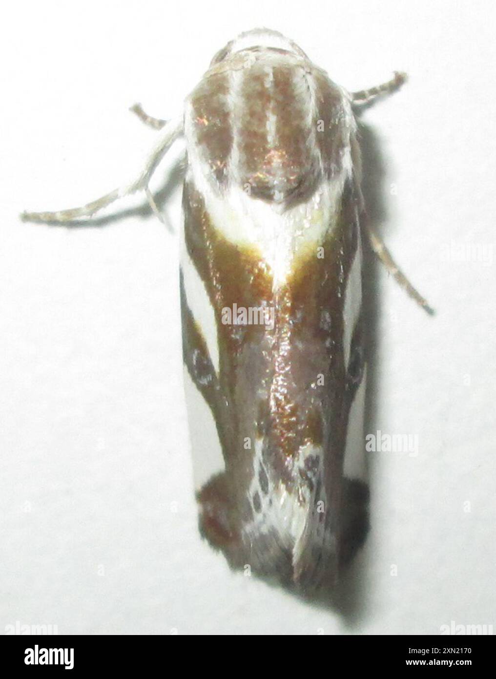 Threebar Droplet (Acontia trimaculata) Insecta Stock Photo - Alamy