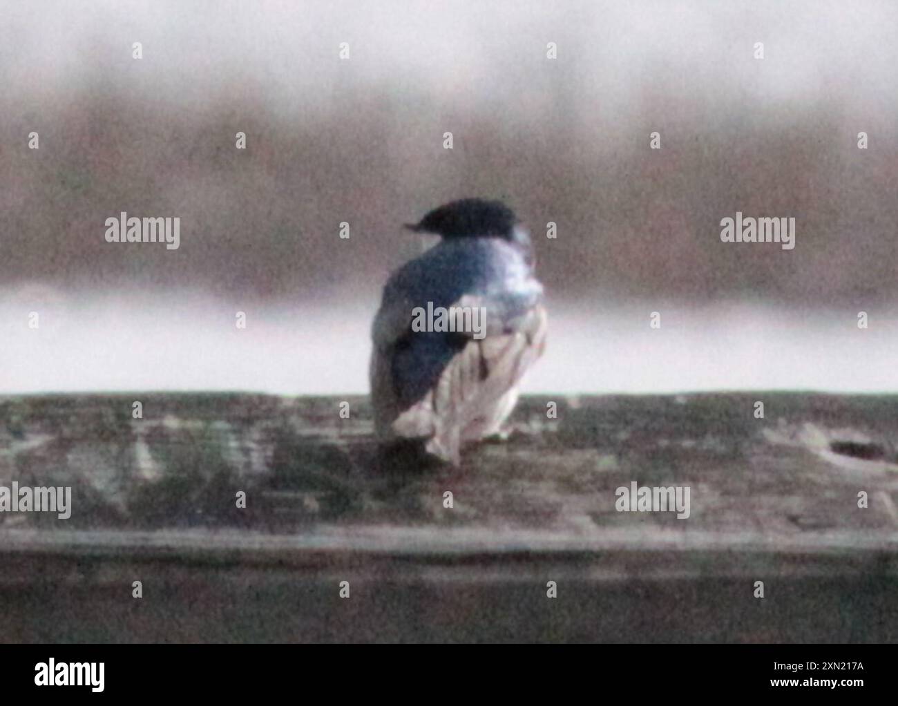 Tree Swallow (Tachycineta bicolor) Aves Stock Photo - Alamy
