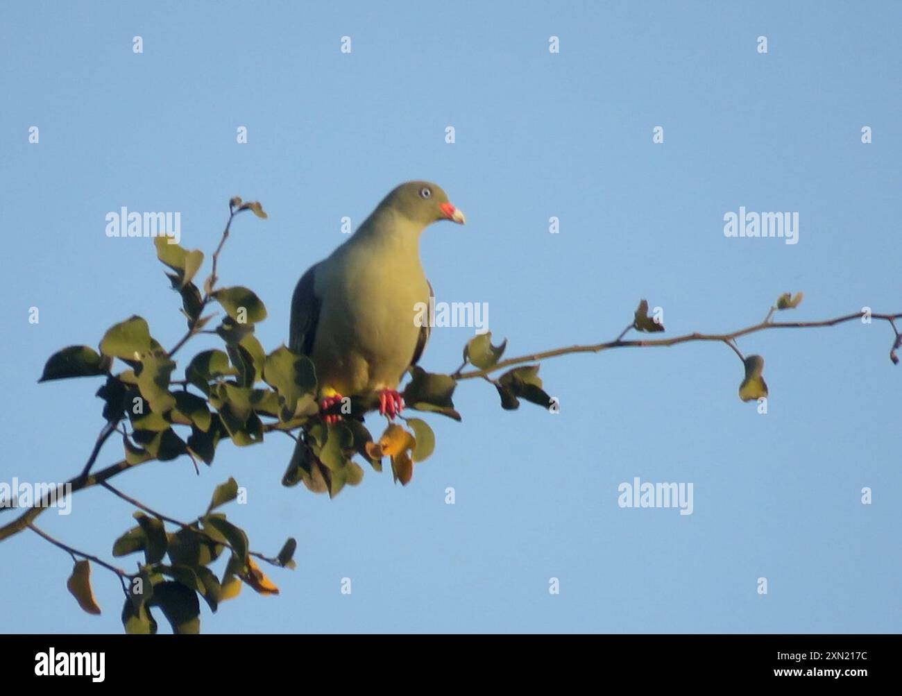 African Green-Pigeon (Treron calvus) Aves Stock Photo - Alamy