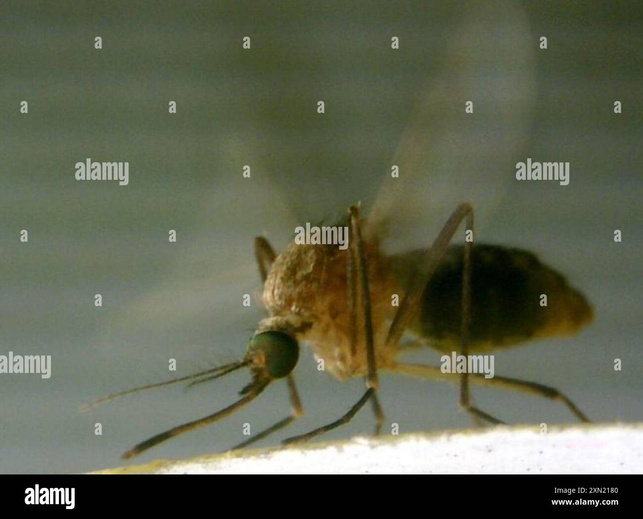 Common house mosquito (Culex pipiens) Insecta Stock Photo - Alamy
