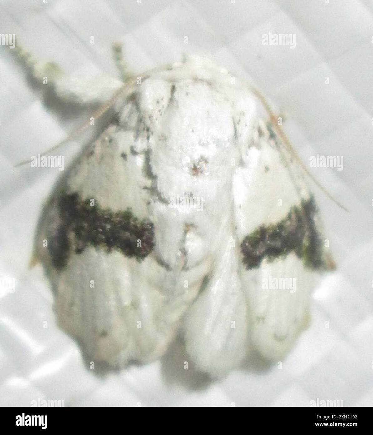 Slug Caterpillar Moths (Limacodidae) Insecta Stock Photo - Alamy