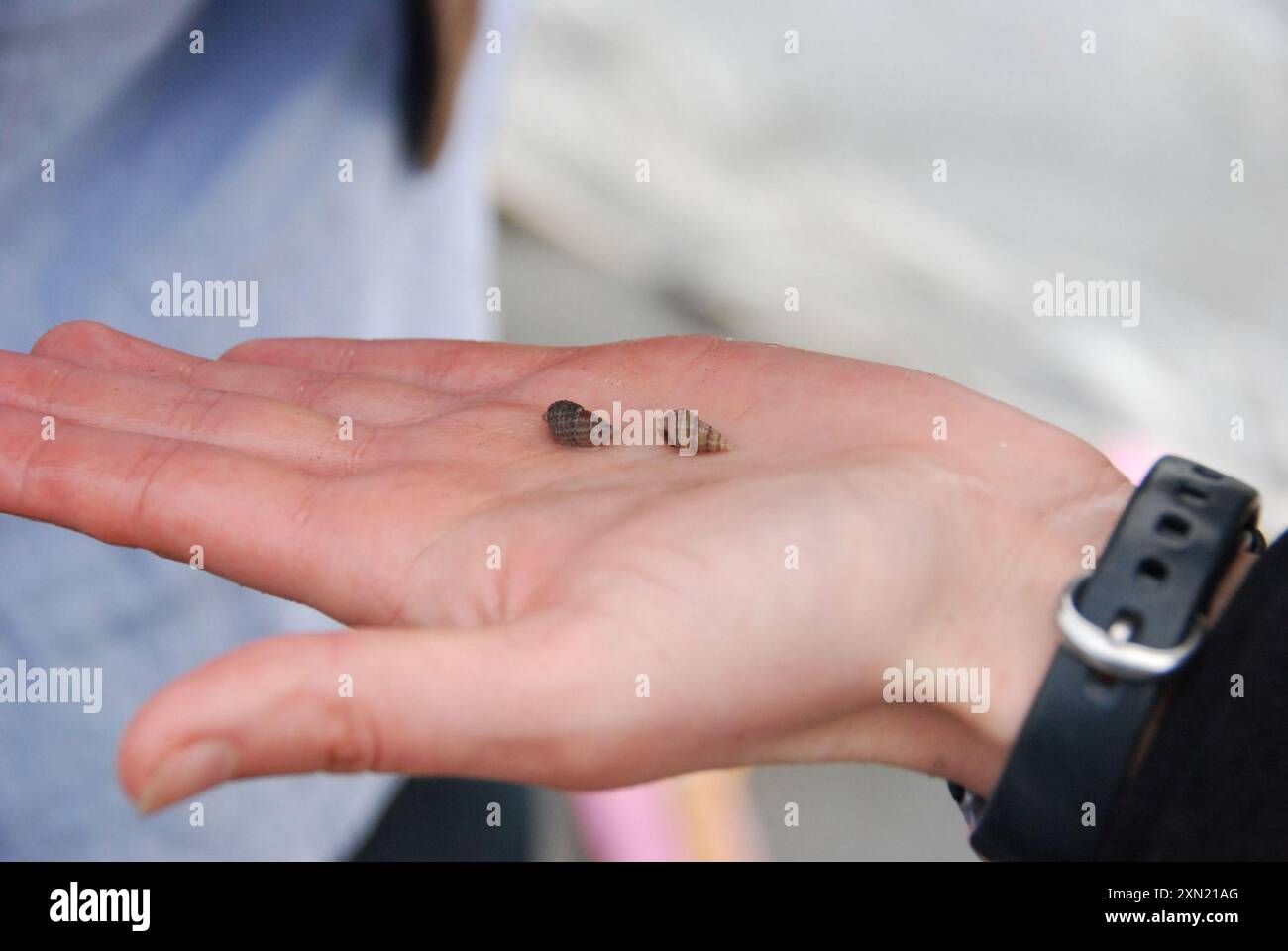 Threeline Mudsnail (Ilyanassa trivittata) Mollusca Stock Photo - Alamy