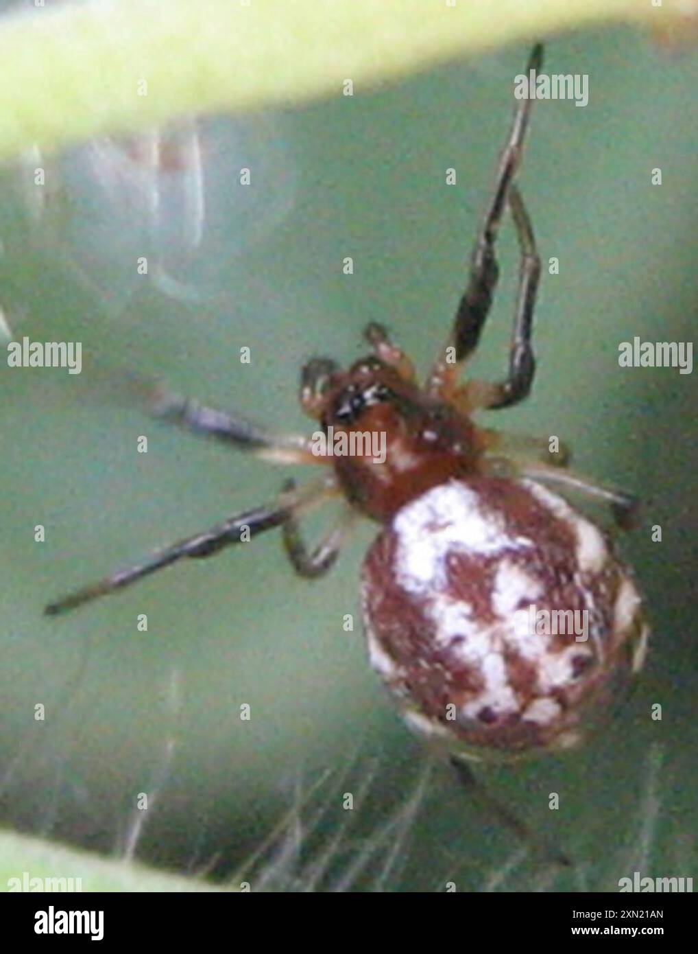 Spiders (Araneae) Arachnida Stock Photo - Alamy