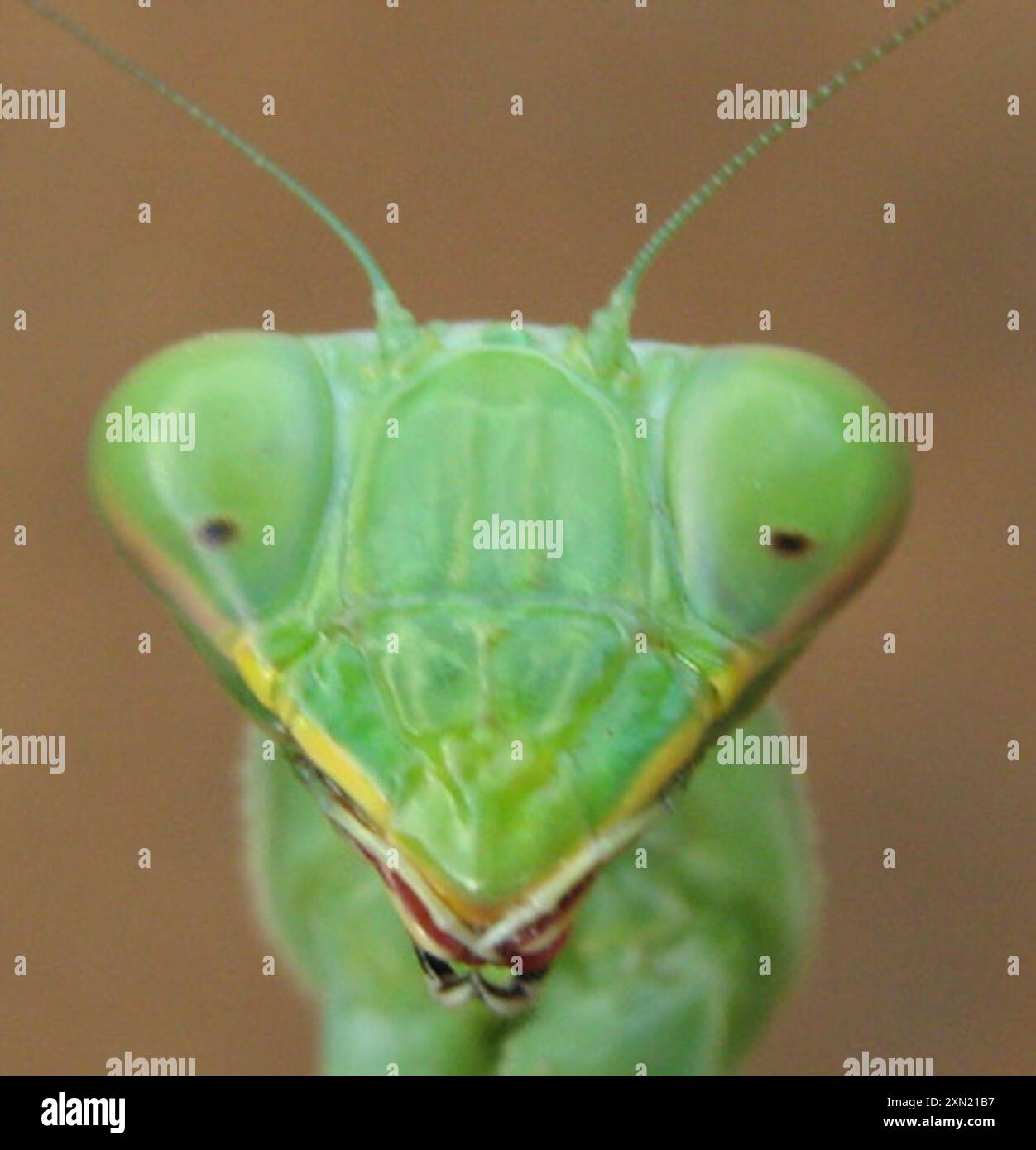 Common Green Mantis (Sphodromantis gastrica) Insecta Stock Photo - Alamy