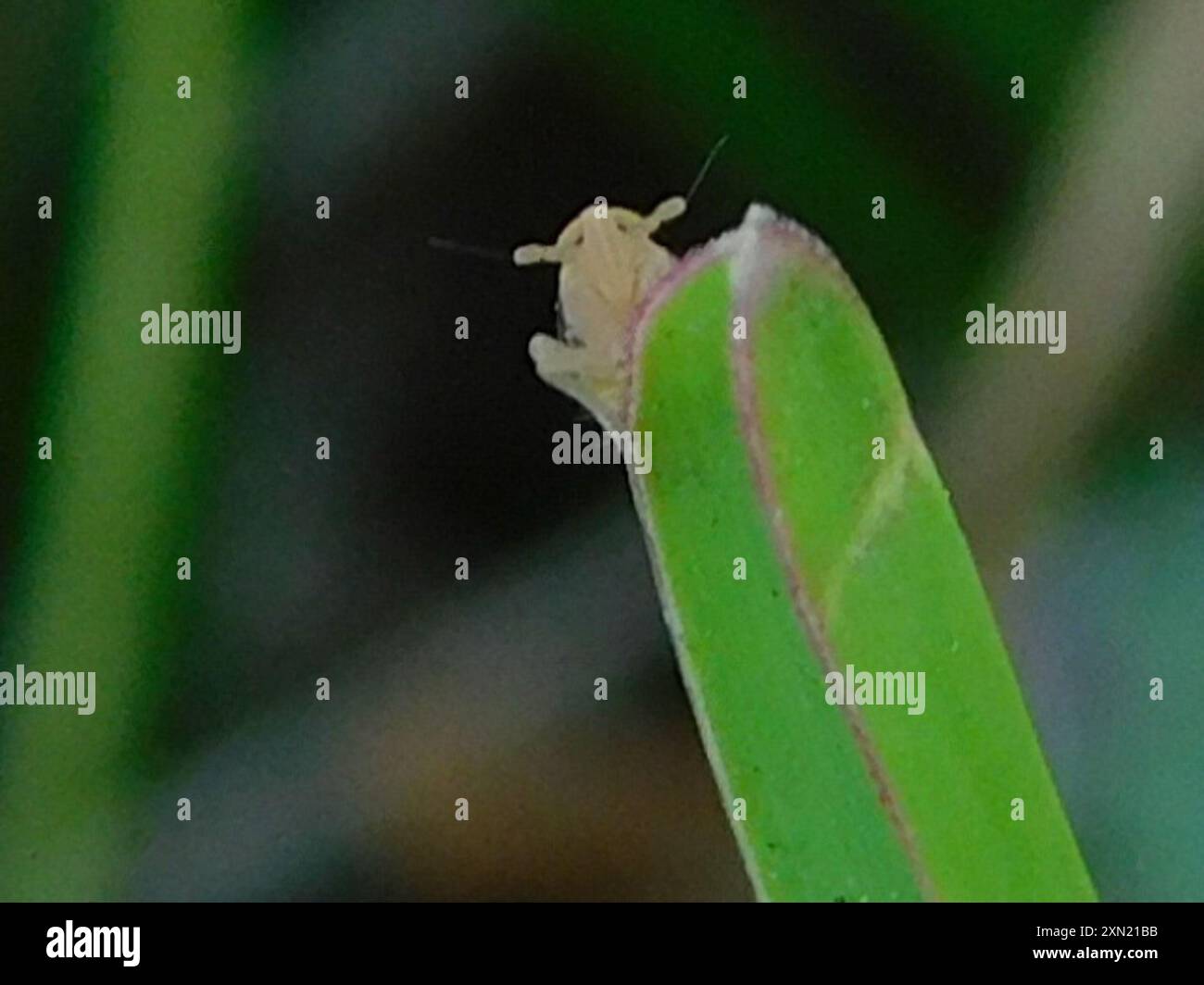 Delphacid Planthoppers (Delphacidae) Insecta Stock Photo - Alamy