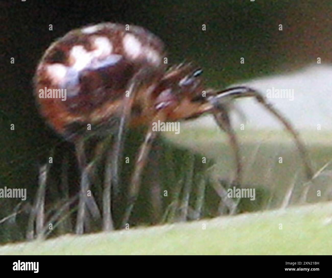 Spiders (Araneae) Arachnida Stock Photo - Alamy