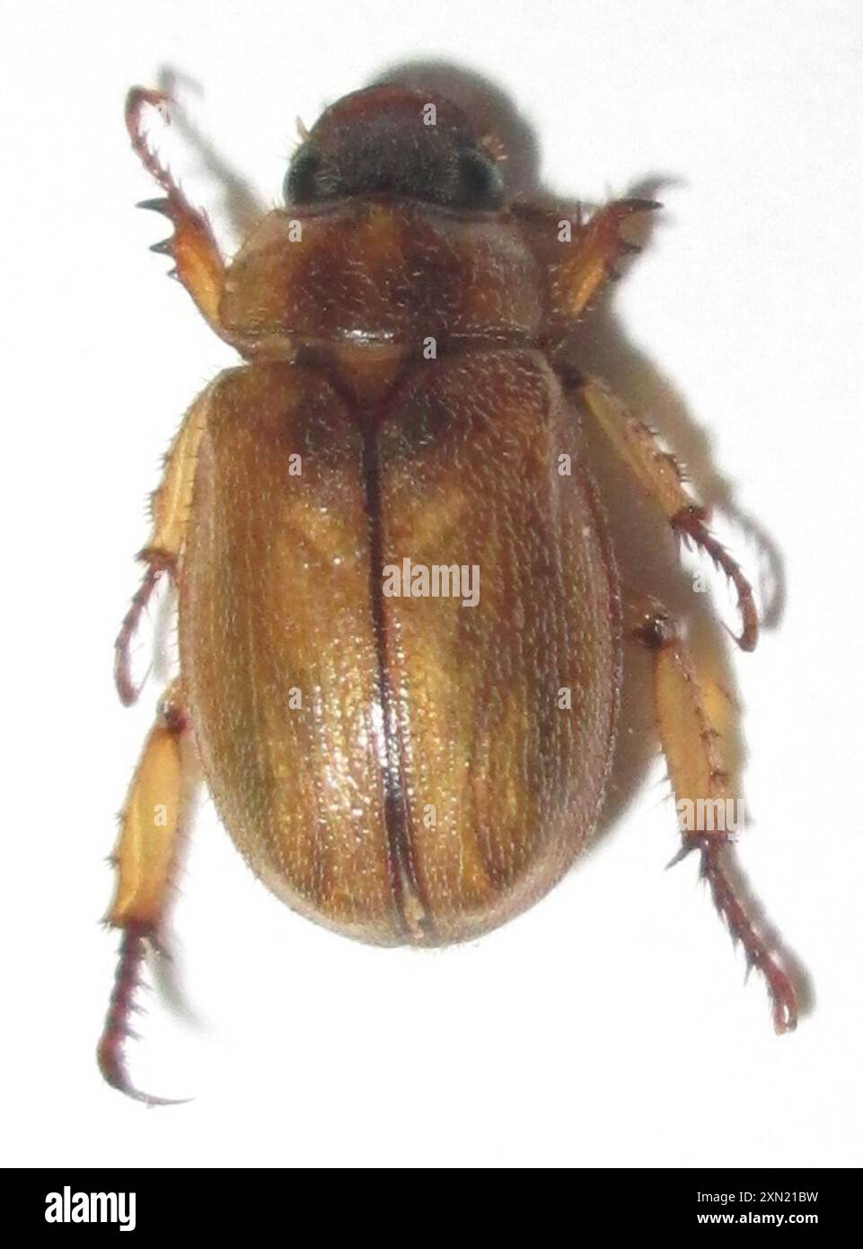 Shining Leaf Chafers (Rutelinae) Insecta Stock Photo - Alamy