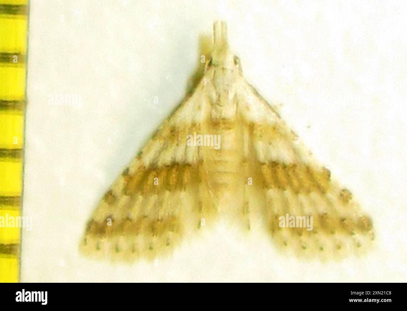 Many-plumed Moths (Alucitidae) Insecta Stock Photo - Alamy