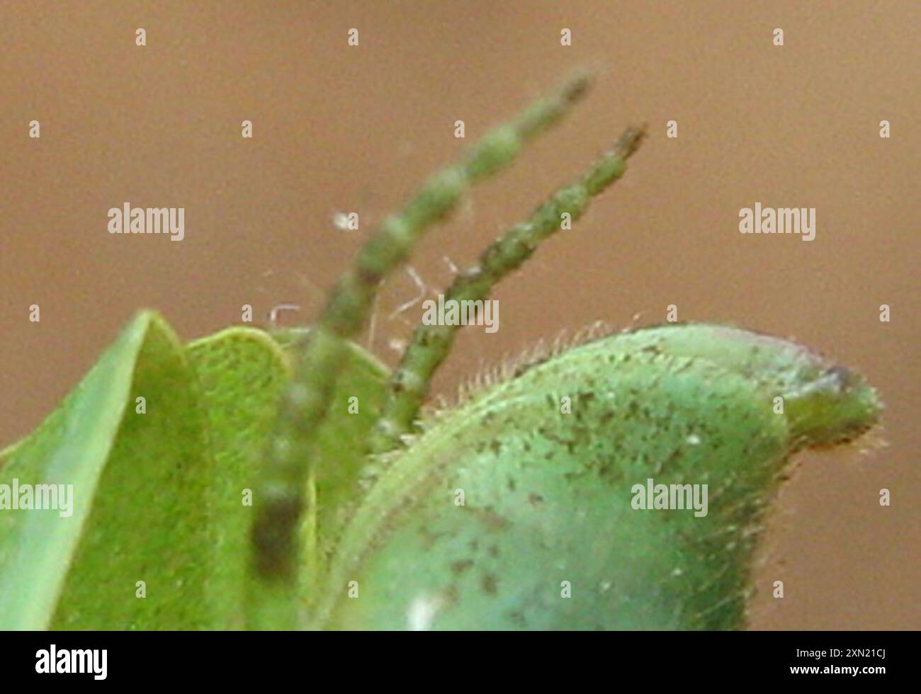 Common Green Mantis (Sphodromantis gastrica) Insecta Stock Photo - Alamy