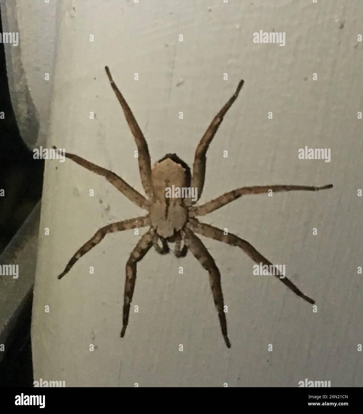 (Selenops submaculosus) Arachnida Stock Photo - Alamy