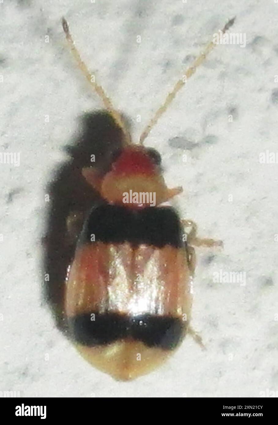 Blackbelly Leafbeetle (Monolepta melanogaster) Insecta Stock Photo - Alamy