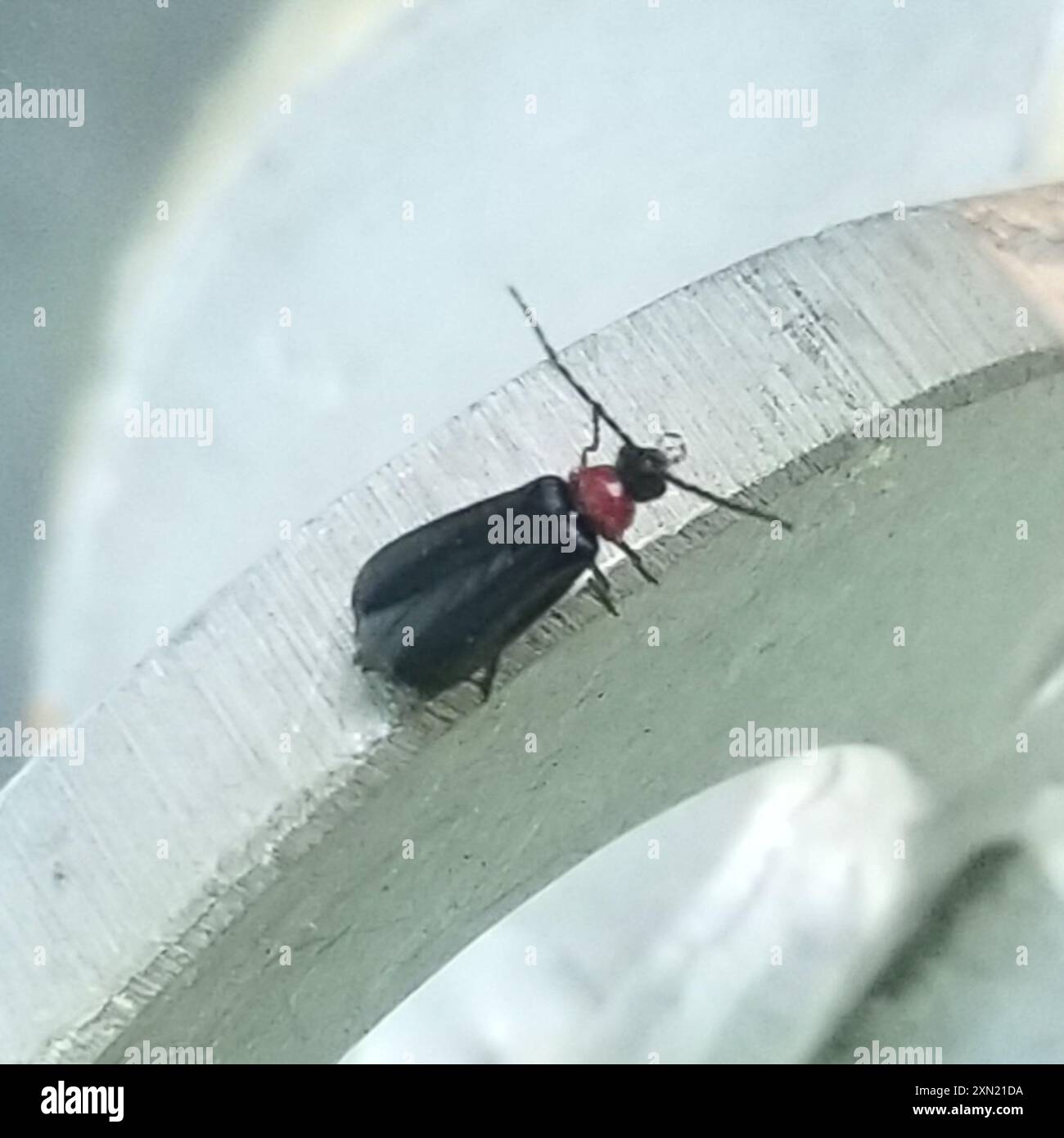 (Silis percomis) Insecta Stock Photo - Alamy