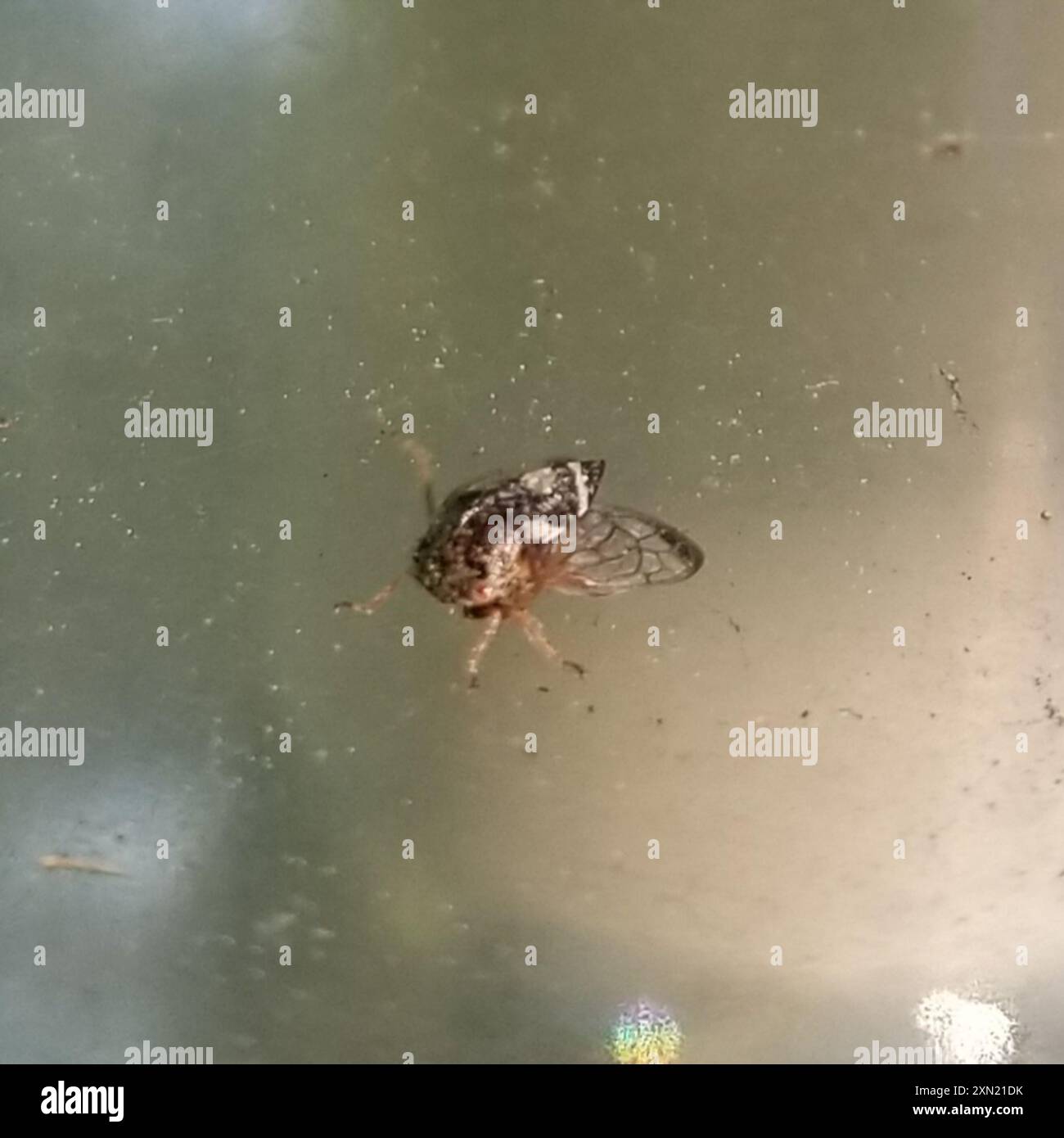Typical Treehoppers (Membracidae) Insecta Stock Photo - Alamy