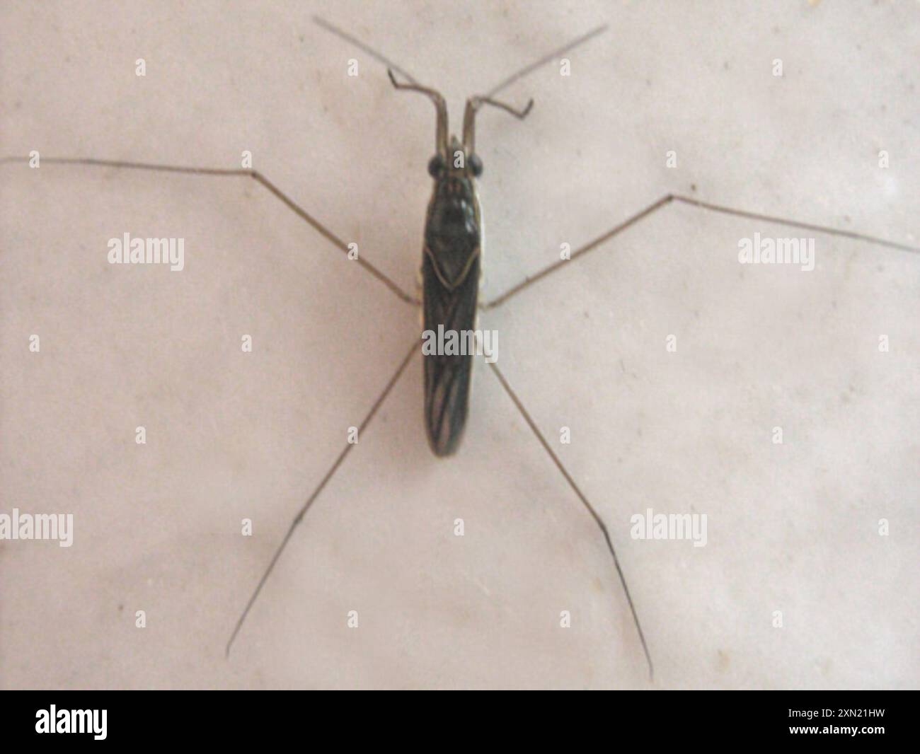 Limnogonus hi-res stock photography and images - Alamy