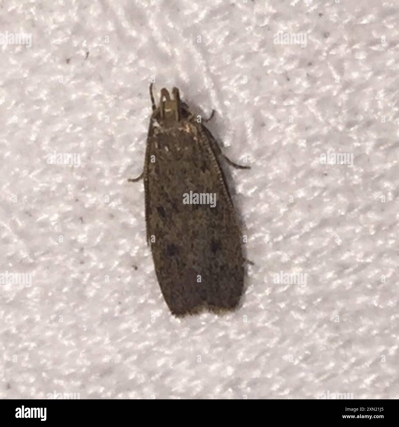 Curved-horn Moths (Gelechioidea) Insecta Stock Photo - Alamy